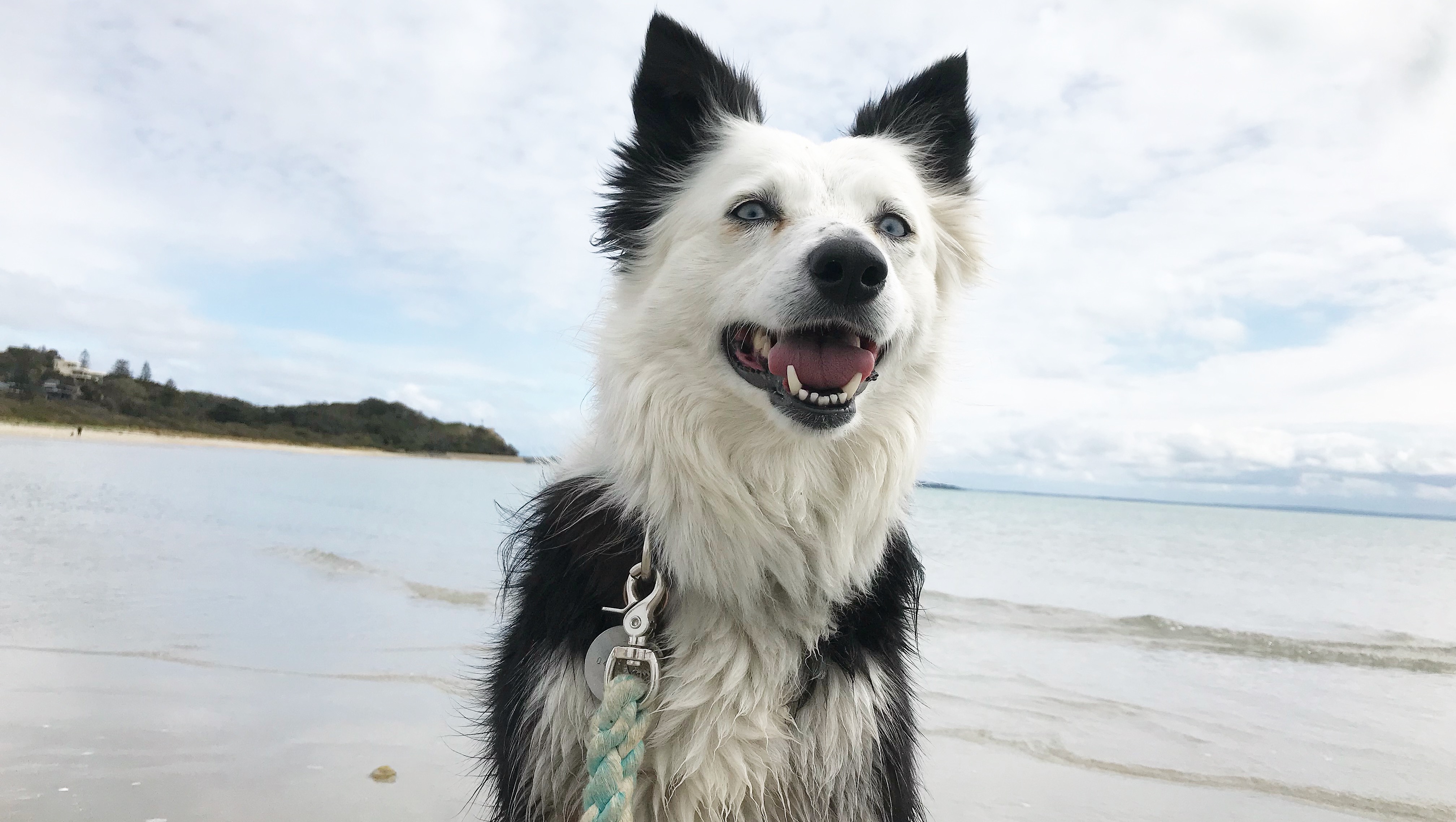 Fundraiser by Amber Eccles : Emergency Anti-Venom bills