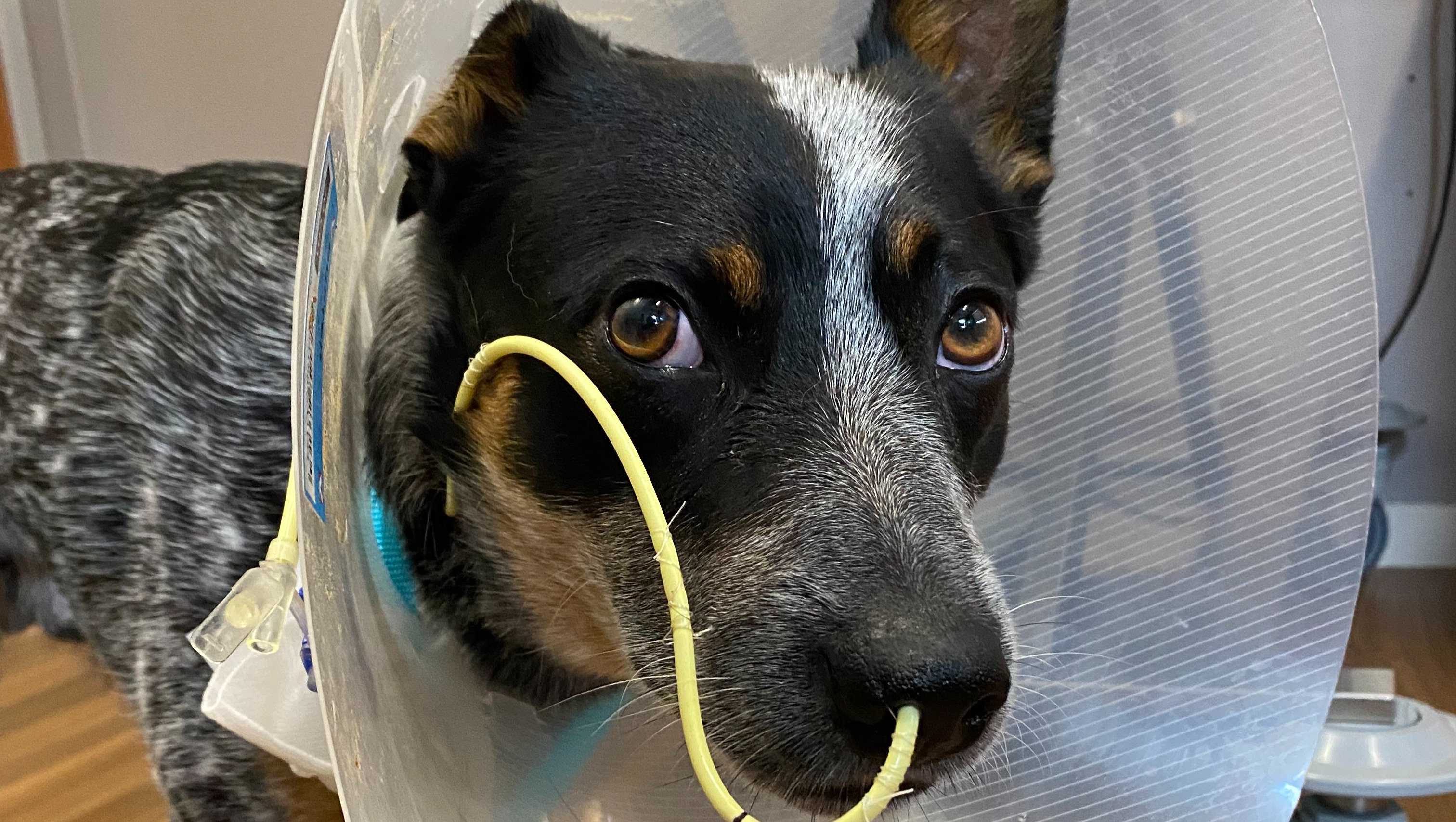 Fundraiser for Dru Chapple by Alex Chapple : Bruce is better but that ...