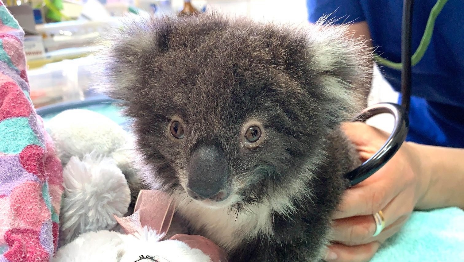 Fundraiser by Adelaide Koala & Wildlife Centre Inc : Chlamydia Testing ...