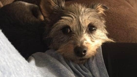 Fundraiser for Anthony Santos by Brian Wyche : Mike Insogna Fundraiser