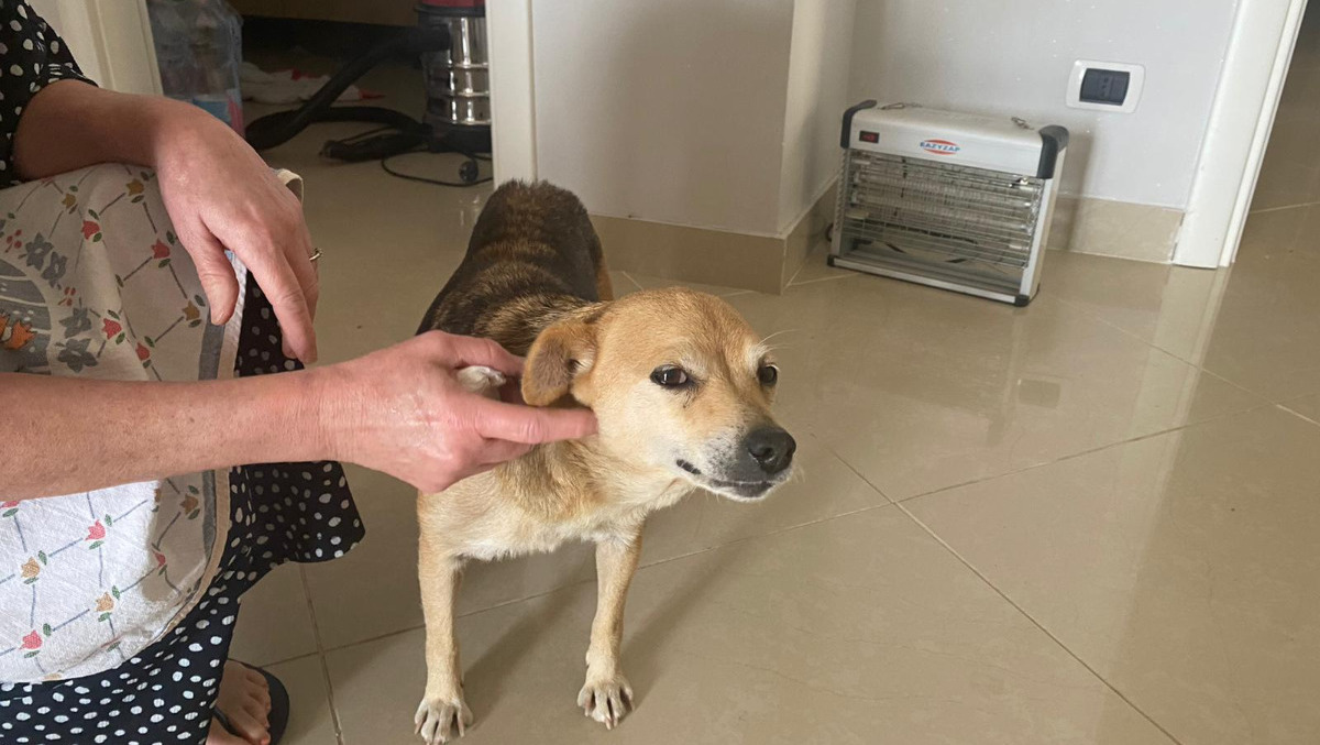 Fundraiser by Angela Clough : Please Help Us Rescue Lady & Her Two Pups