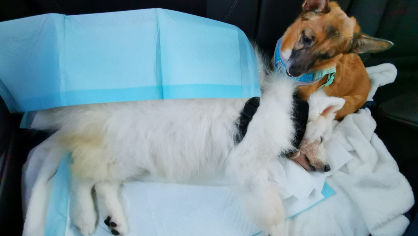 Fundraiser by Karen Hui Lian Gan : Help Snowie Walk on All 4s again!