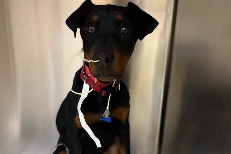 Fundraiser for Lynn Pilarski by Sarah Terrano : Save our Guardian girl