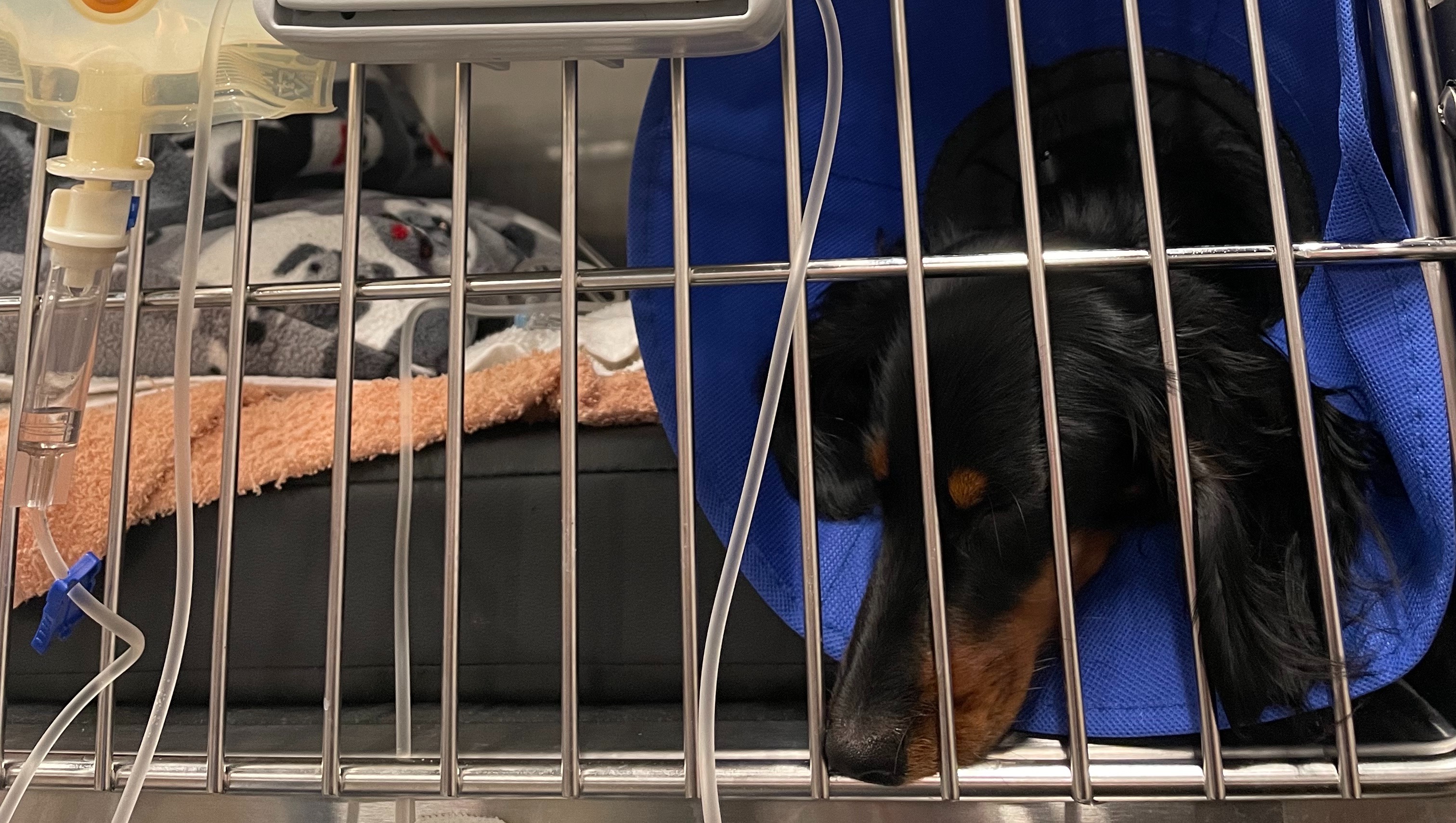 fundraiser-by-linda-arakelyan-help-pay-vet-bills-for-er-visit