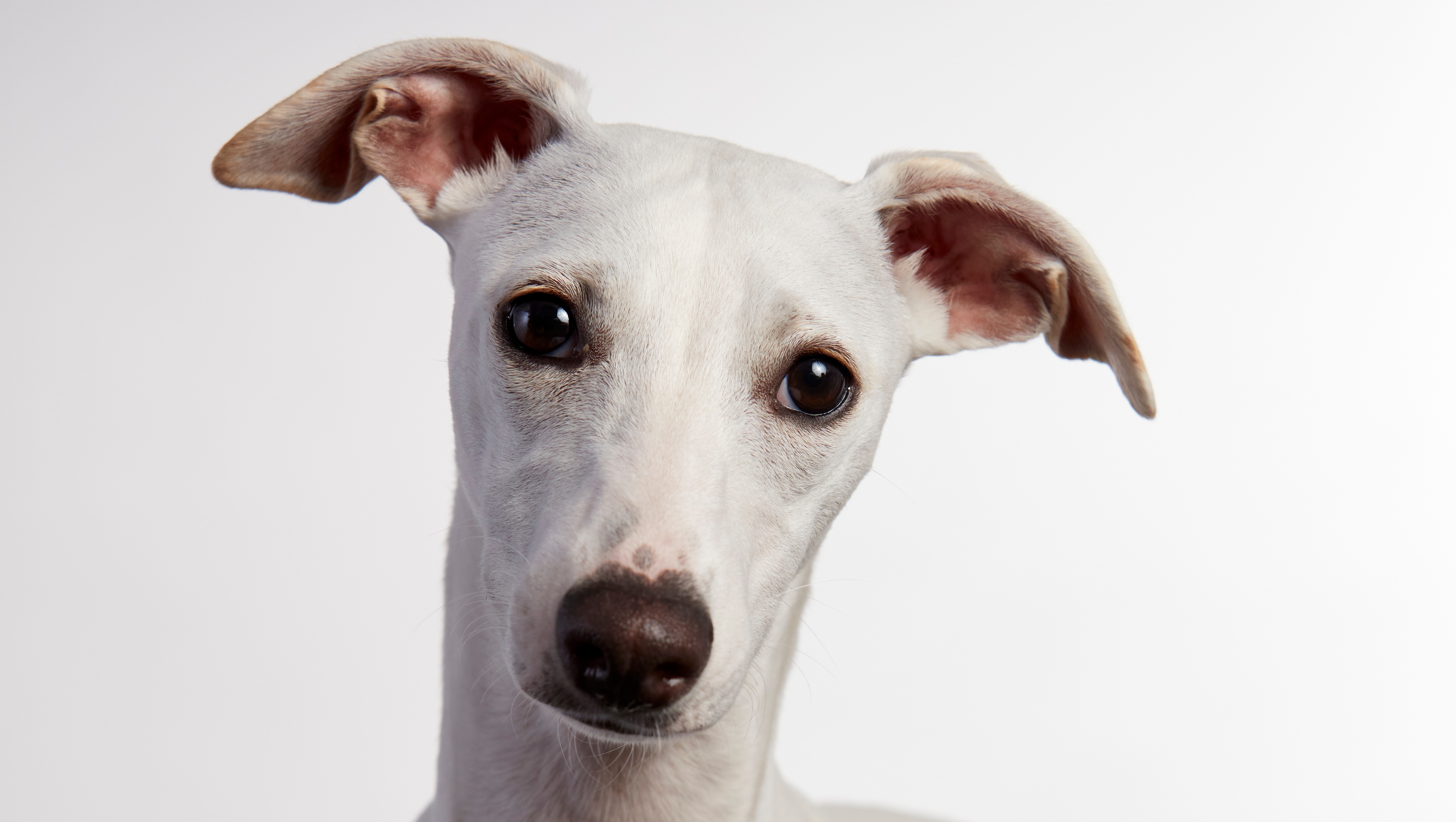 Fundraiser by Marissa Artman : Beaker Vet Bills