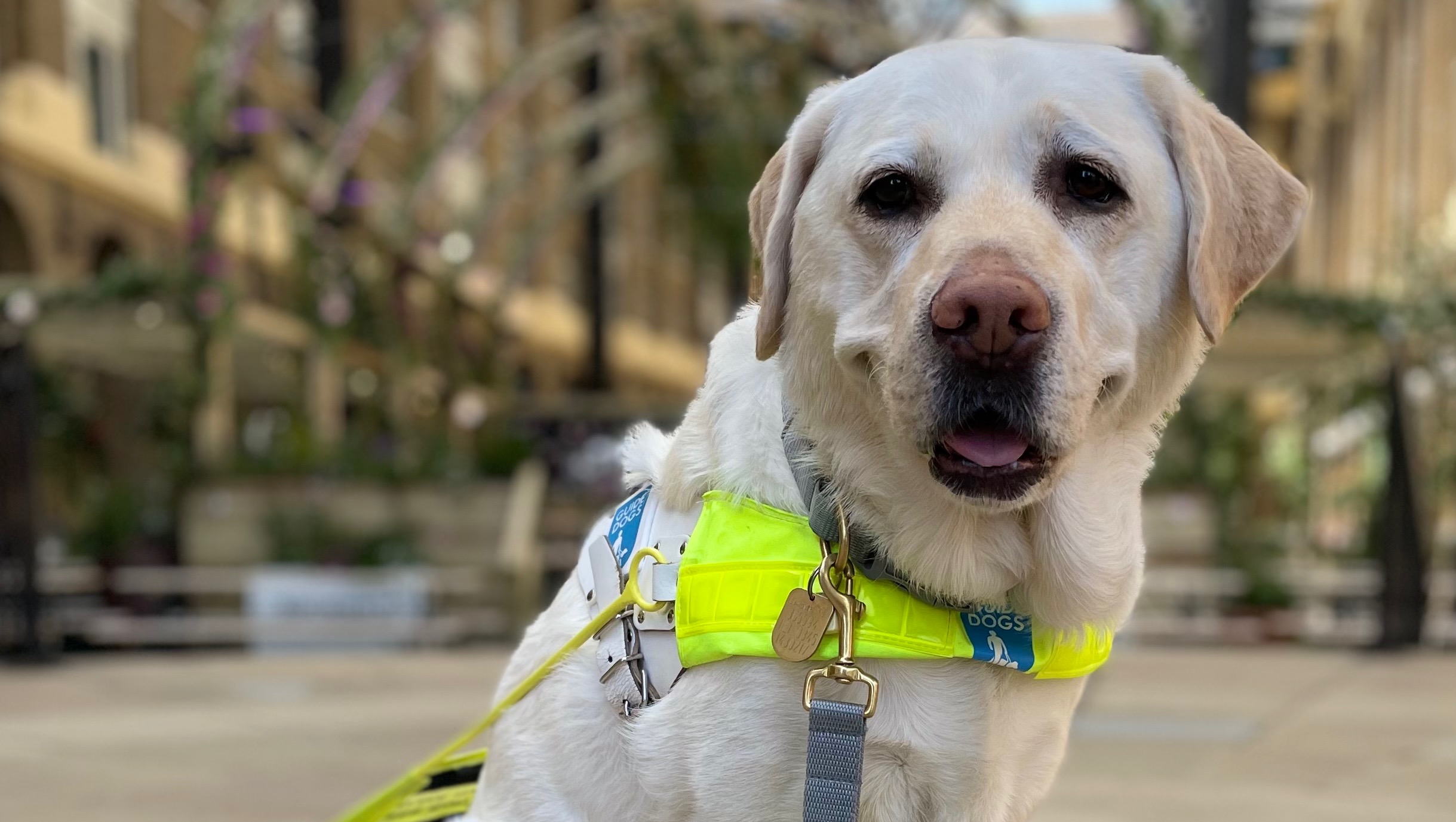 Fundraiser by Amit Patel : Name a Guide Dog puppy Kika