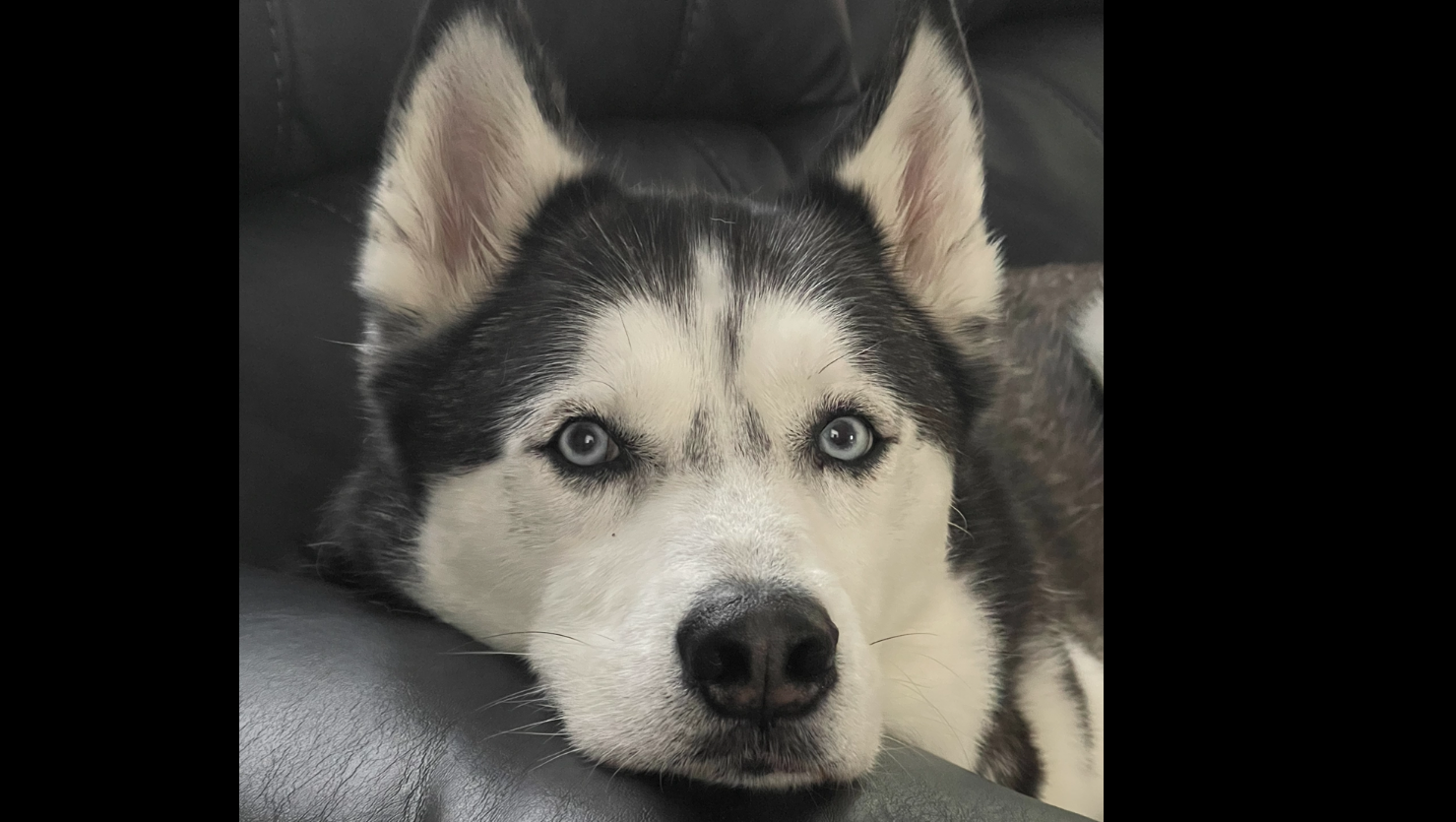 Fundraiser for Frank Volpe by Jordan Volpe : Help with Tyson’s medical ...