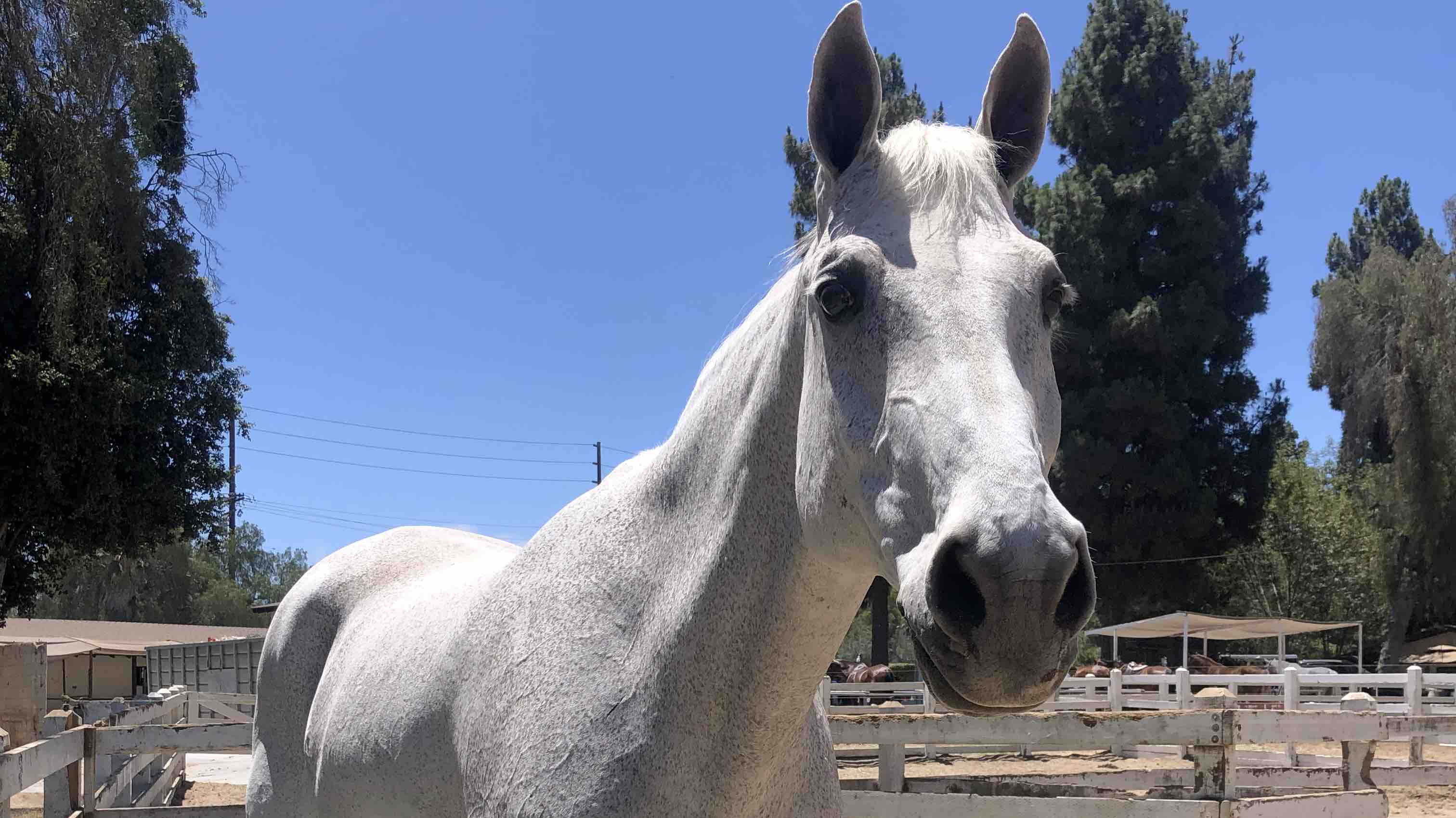 Fundraiser by Sarah Gupta : Henry’s life