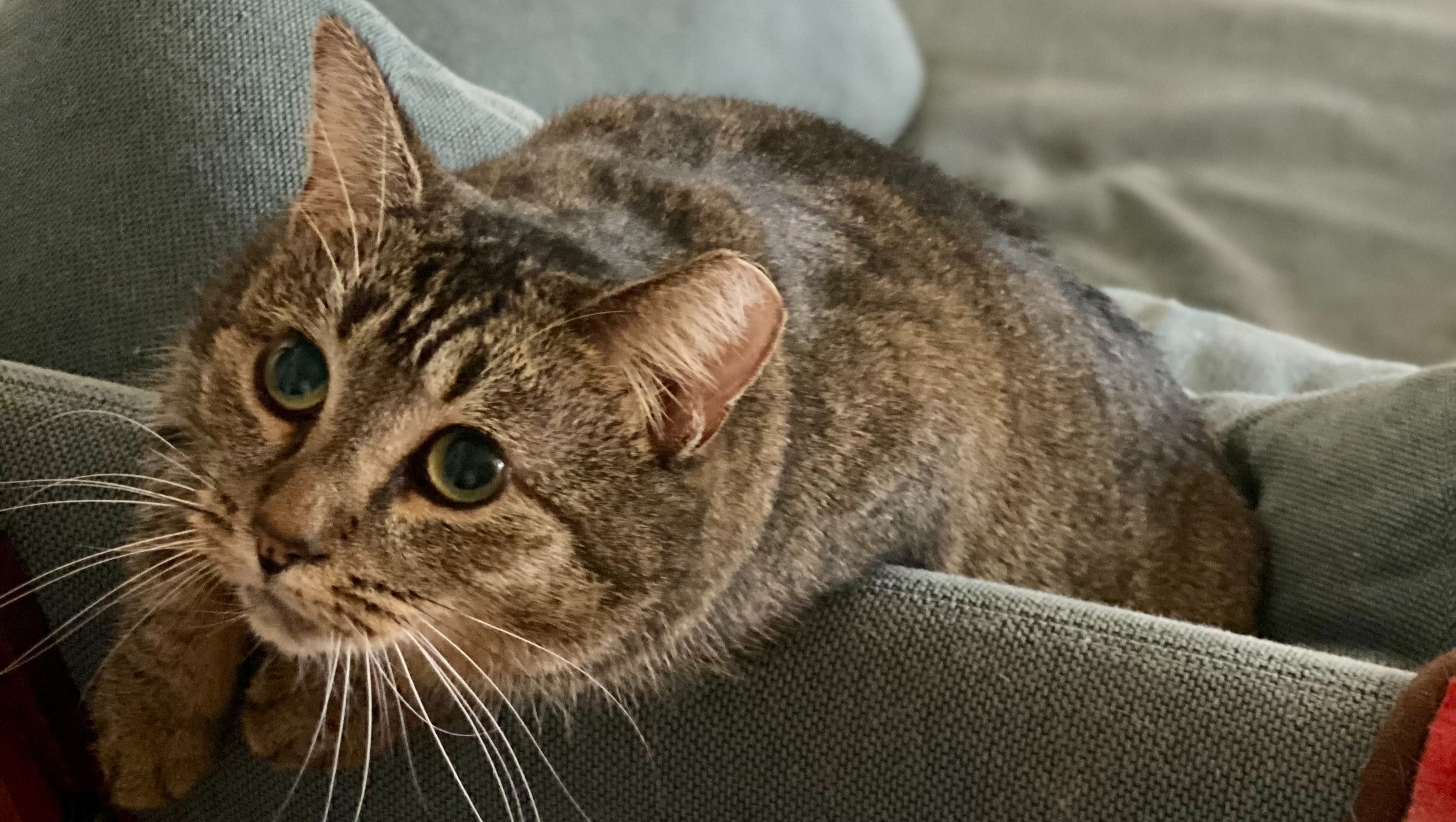 Fundraiser by Tim Irons : Monty's Hella Expensive Bladder Surgery