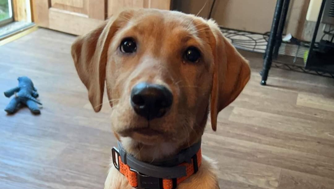 Fundraiser for Kristin Auger by Kayla Auger : Help Kristin & Her Fur ...