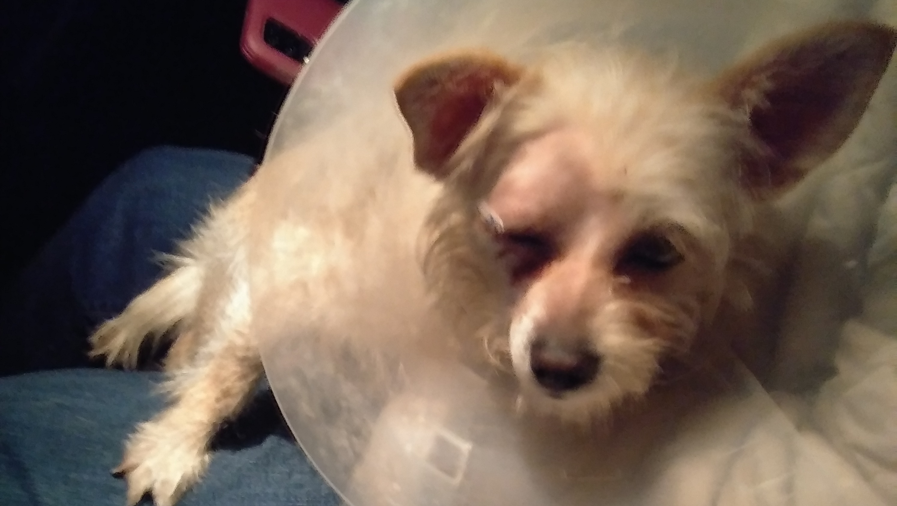 Fundraiser by Deborah J. Hunter : Help Cara Pay Pup-pup's surgery bill