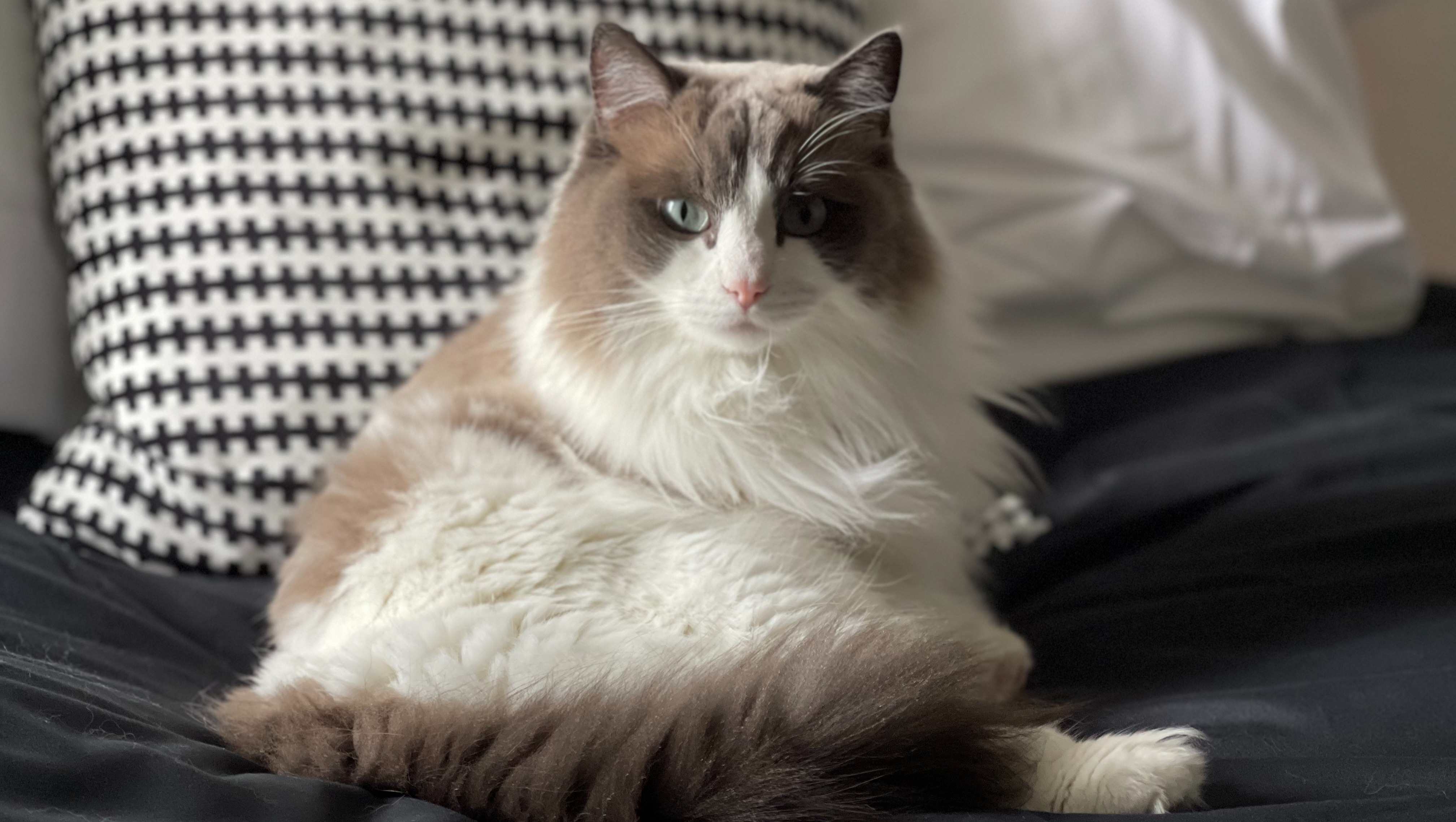 Fundraiser By Serena Szwanek Surgery Fund For Luna Aka Tuna