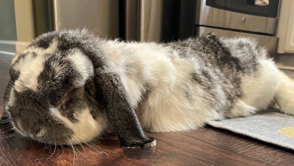 Fundraiser by Bree McDonnell : Help Deaf Rescue Bunny Live his Best Life