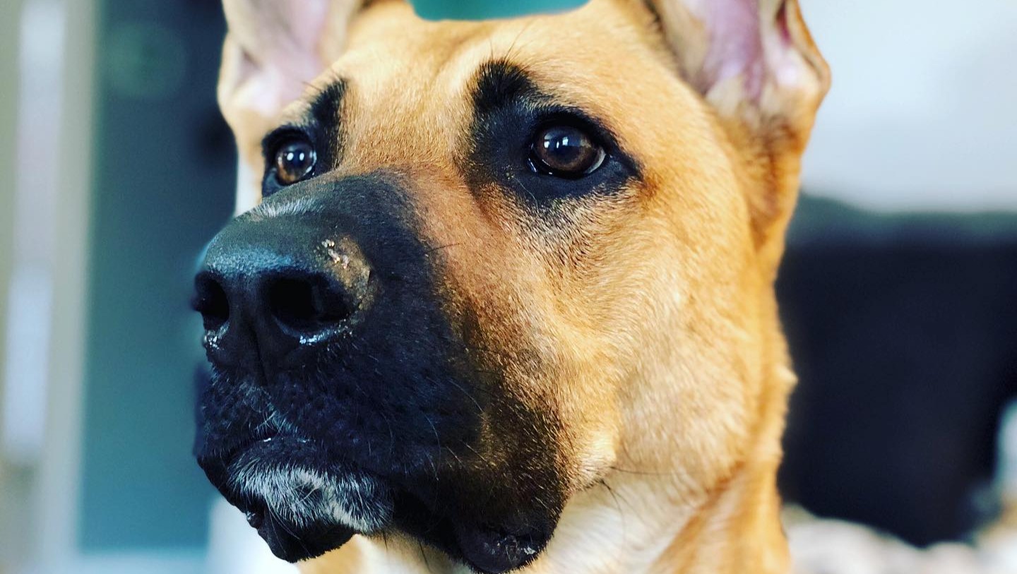 Fundraiser for Margot Elise by Natalie Nason : Help Chief have ...