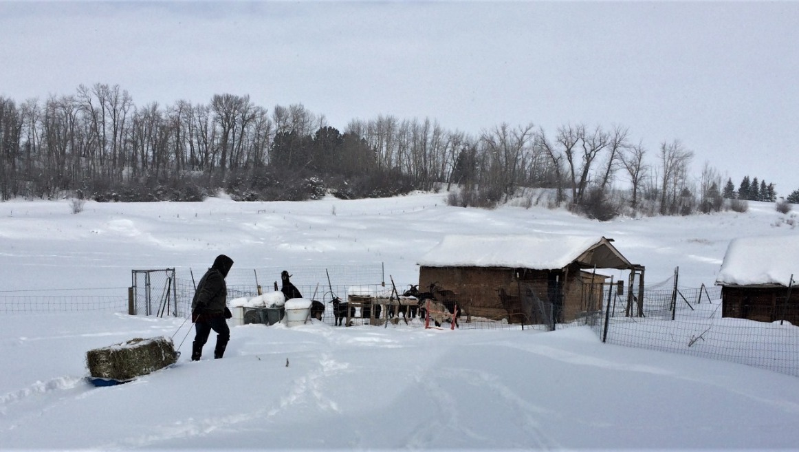 Fundraiser by Will Perrin : Help Our Animal Rescue Winter 2021