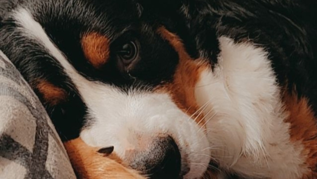 Fundraiser by Amanda Bourque : Help Bentley with emergency surgery