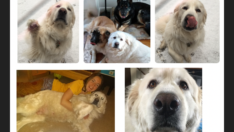 Fundraiser by Weeko-Denise DeSantis : Weeko Needs Your Help!