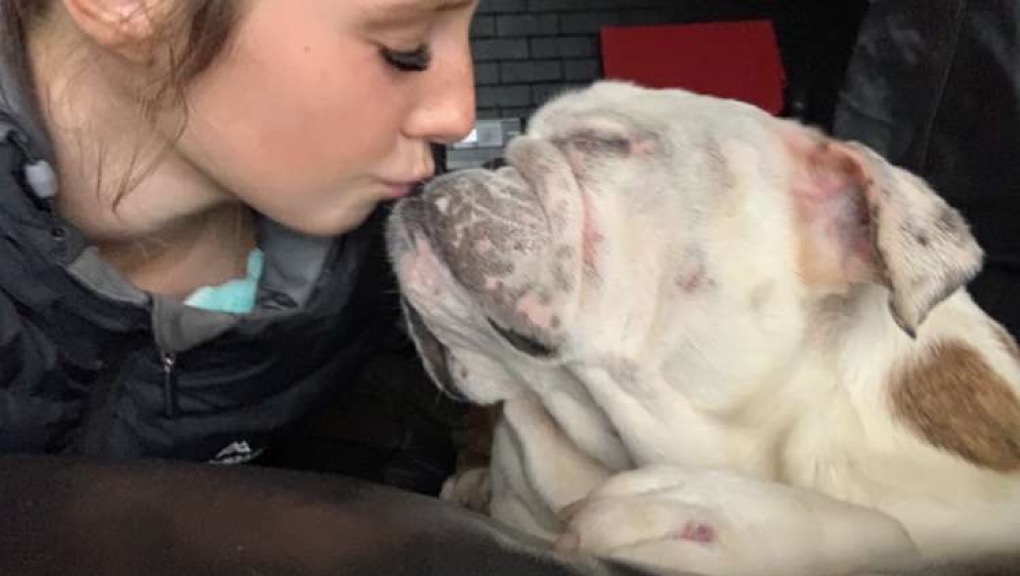 Fundraiser by Keegan Picken : Help Balloo the Bulldog