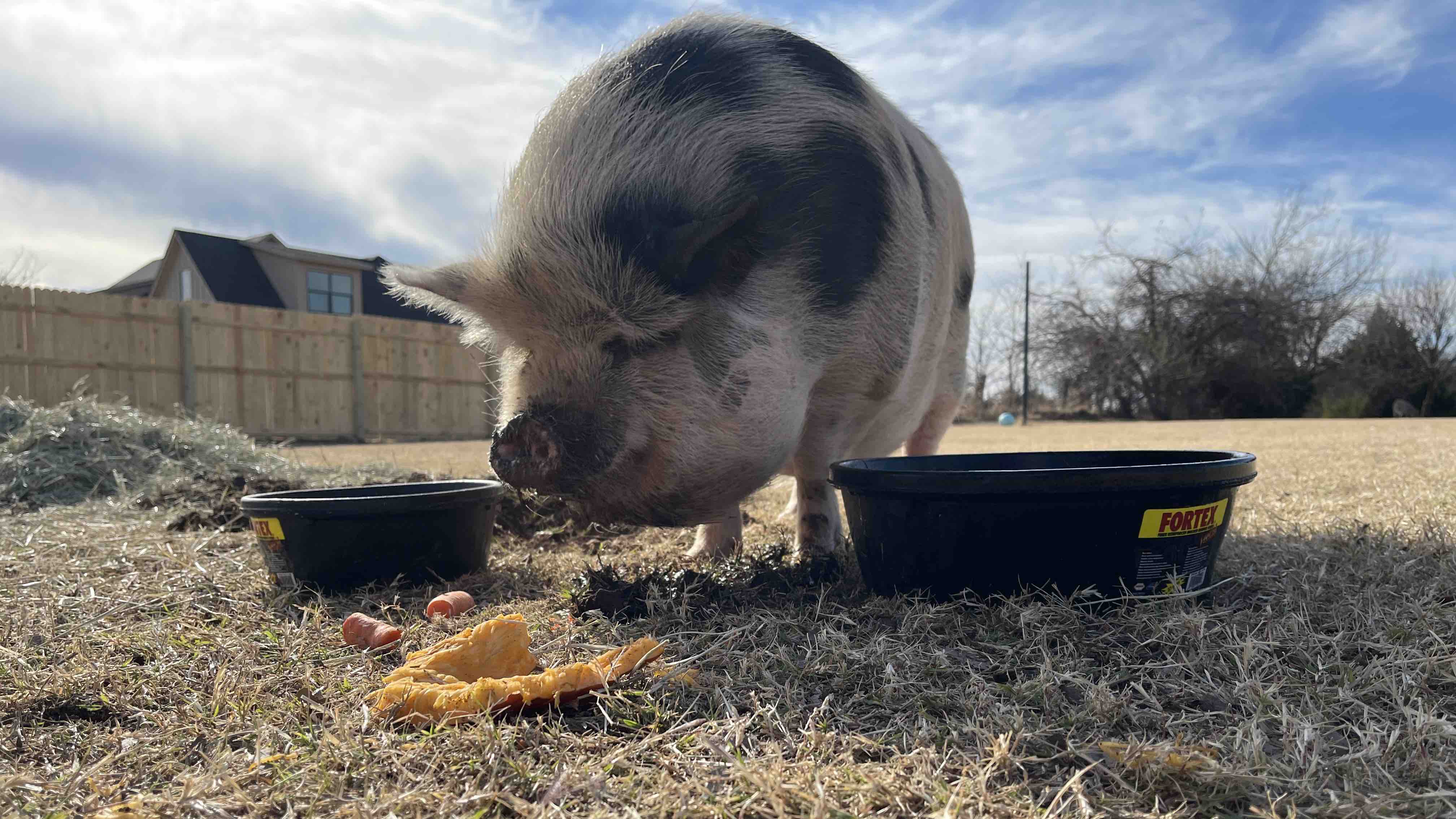 Fundraiser by Sierra Sky : Osborn Farm