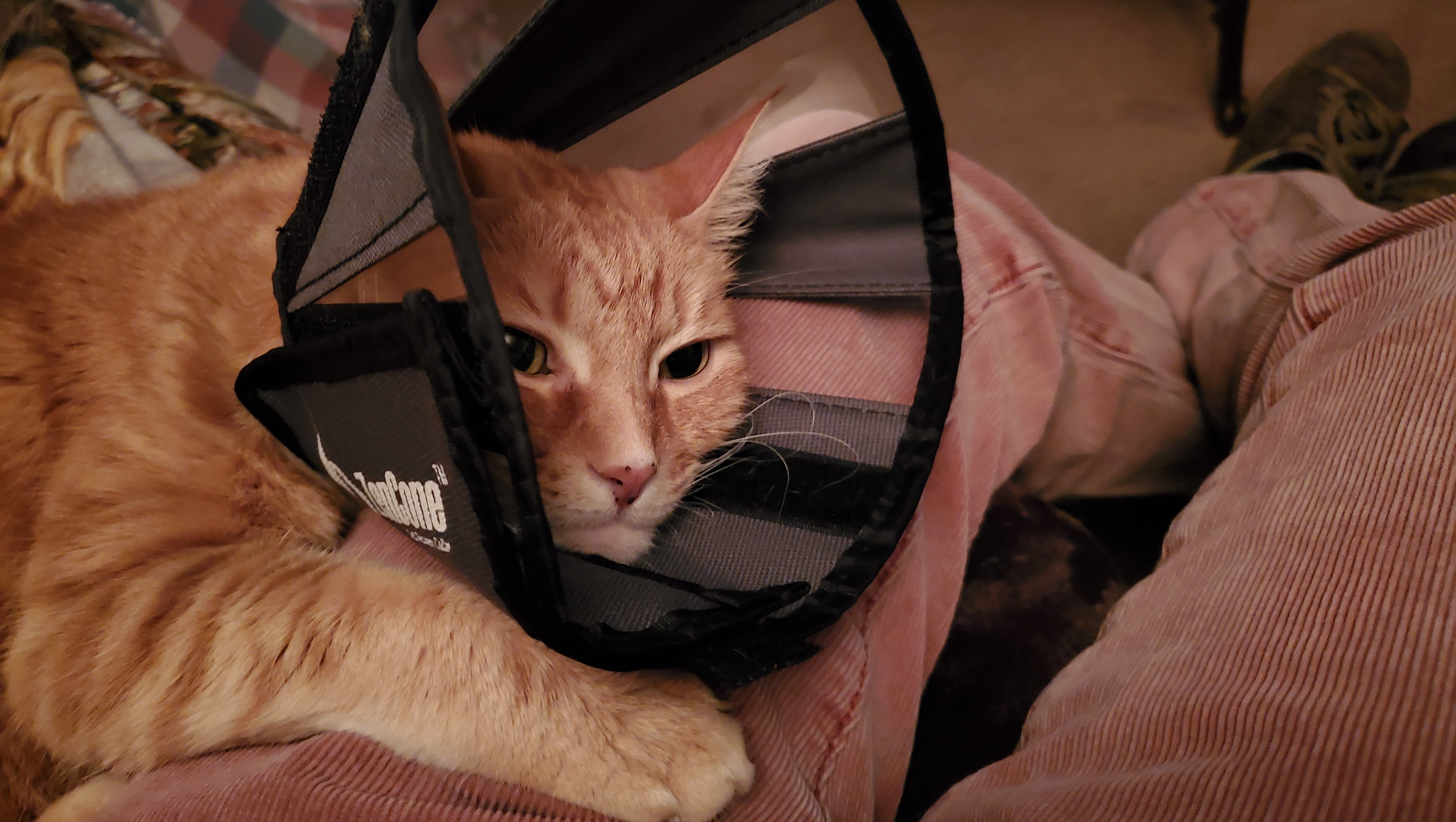 Fundraiser By Brett Warwick Leeloo Vs Cancer fundraiser-by-brett-warwick-leeloo-vs-cancer