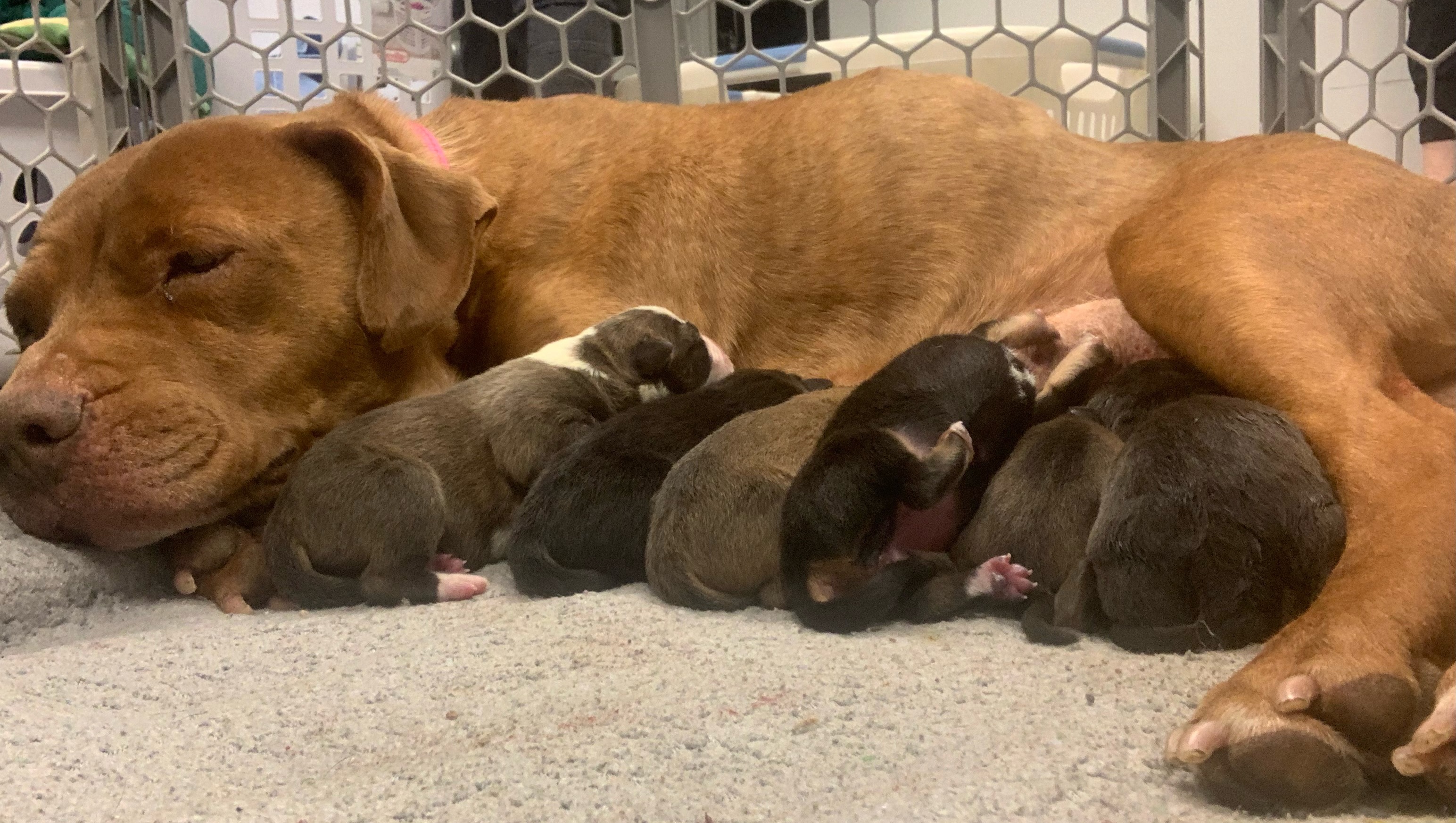 Fundraiser by Audrey Sprague : Help Lily with her mastectomy!