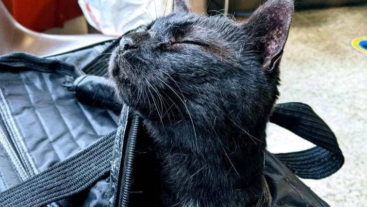 Fundraiser by Julie Ann Robblee : PLEASE HELP JINXY ASAP AT HOSPITAL