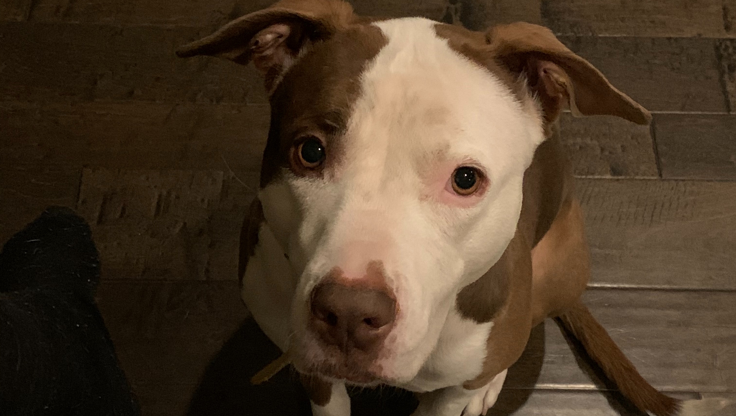 Fundraiser by Rome Pierson : Help Bambi Get Surgery