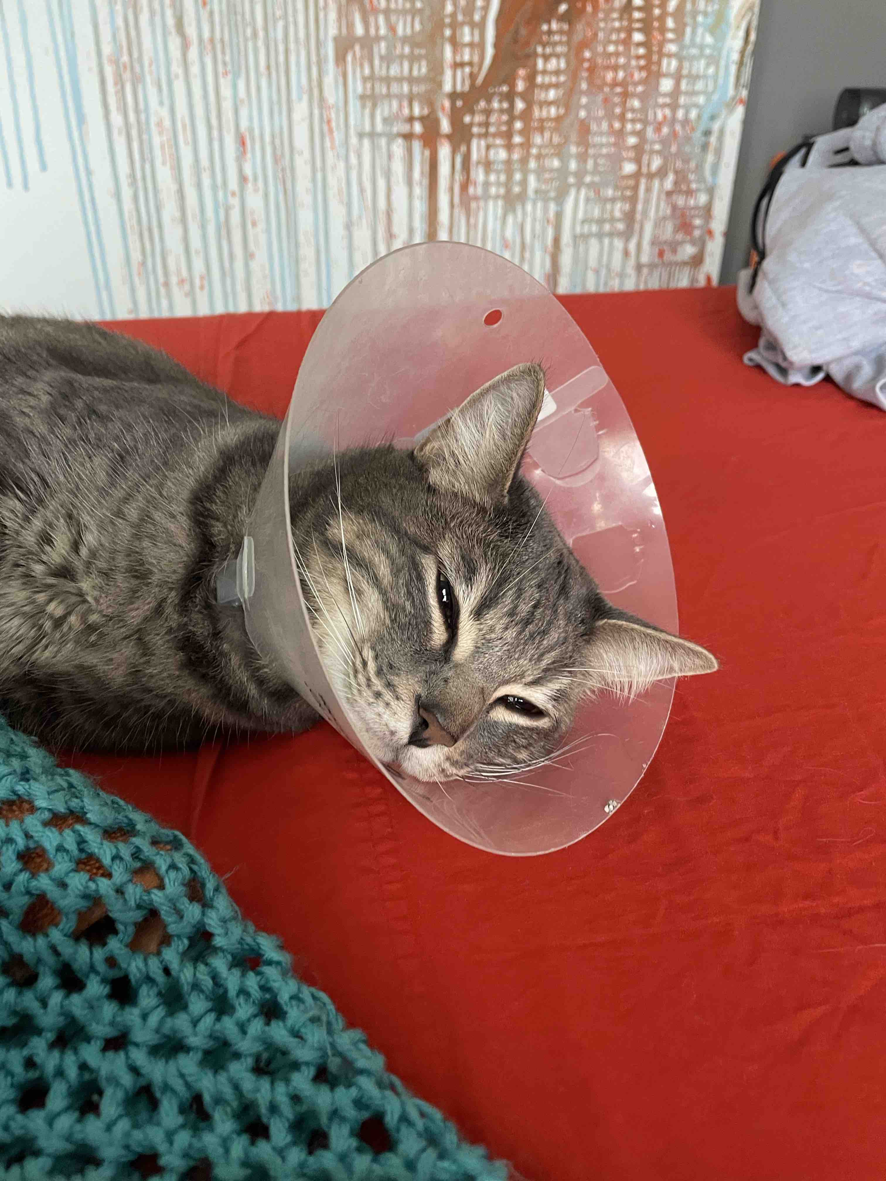 Fundraiser by Mark Harrell : Surgery for Marston!!