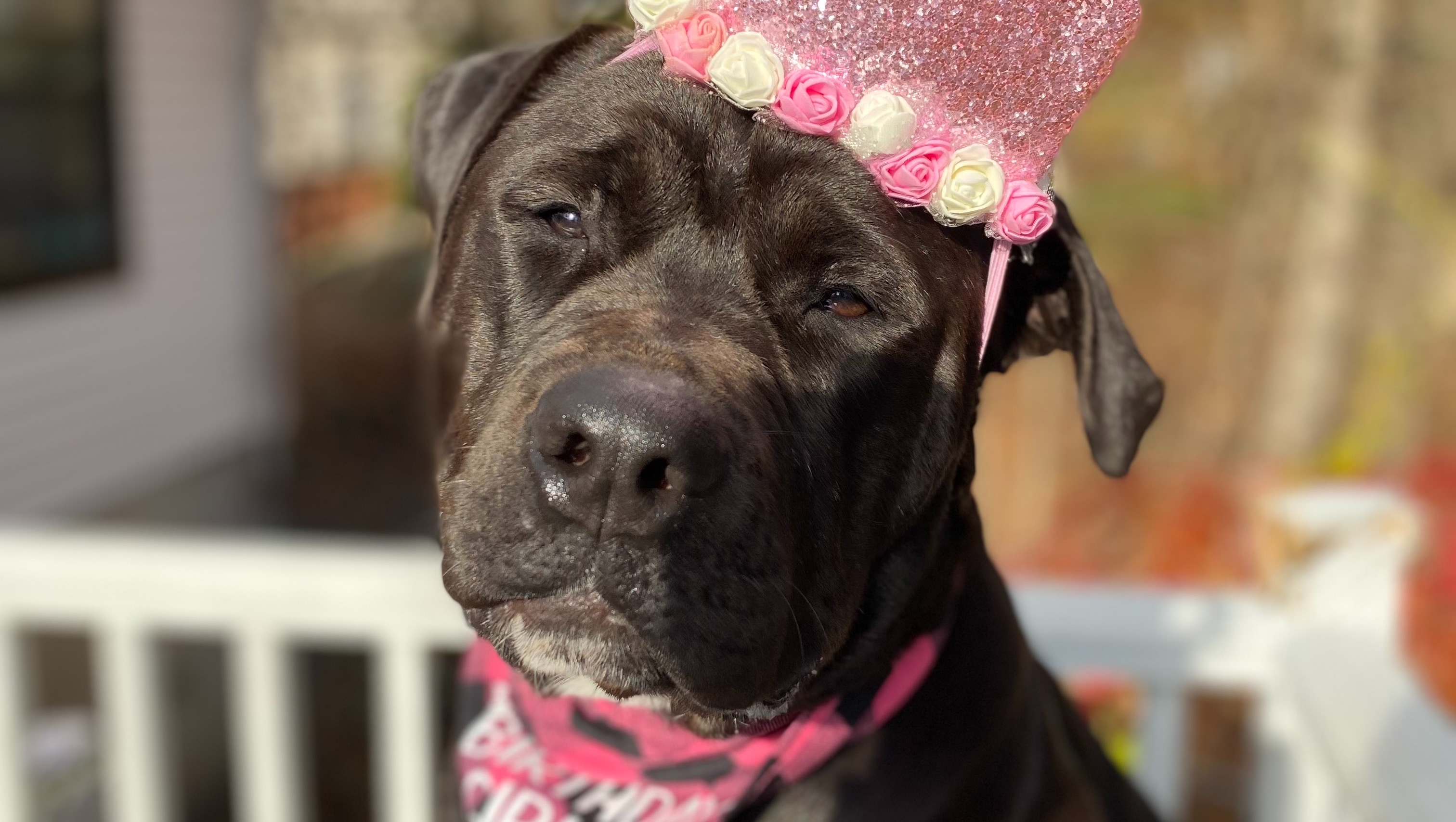 Fundraiser by Mary Stillman : Help Louise