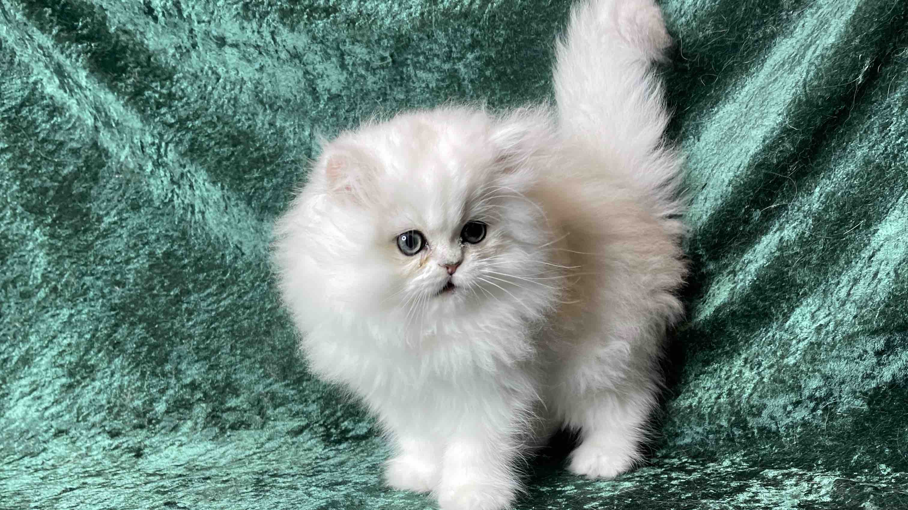 Fundraiser by Angela Cates : Help Shensilvers Cattery survive.