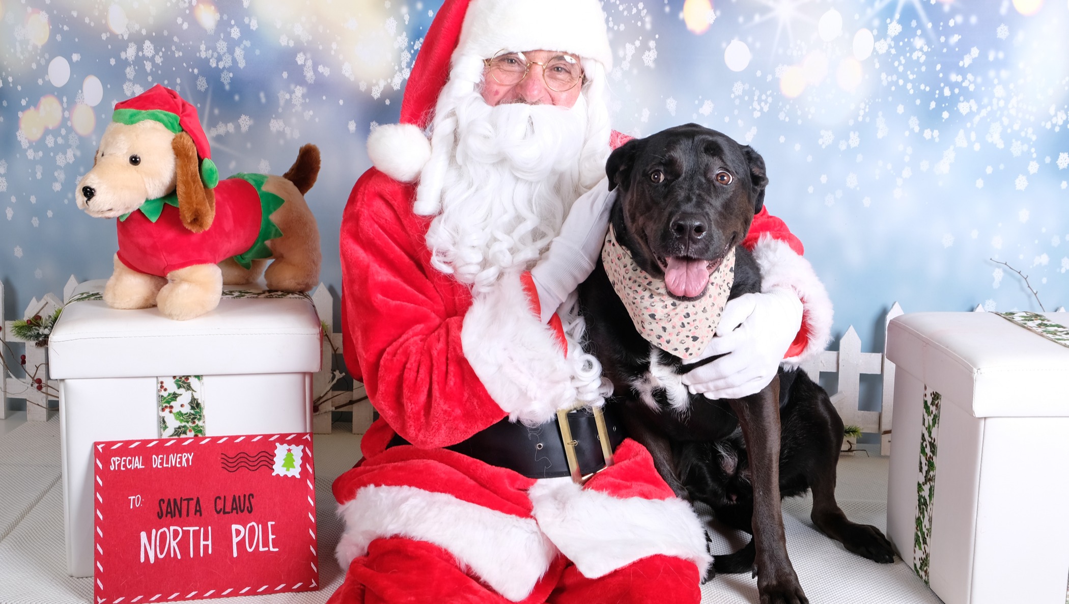 Fundraiser by Aimee Laird : Help Peppa overcome bone cancer