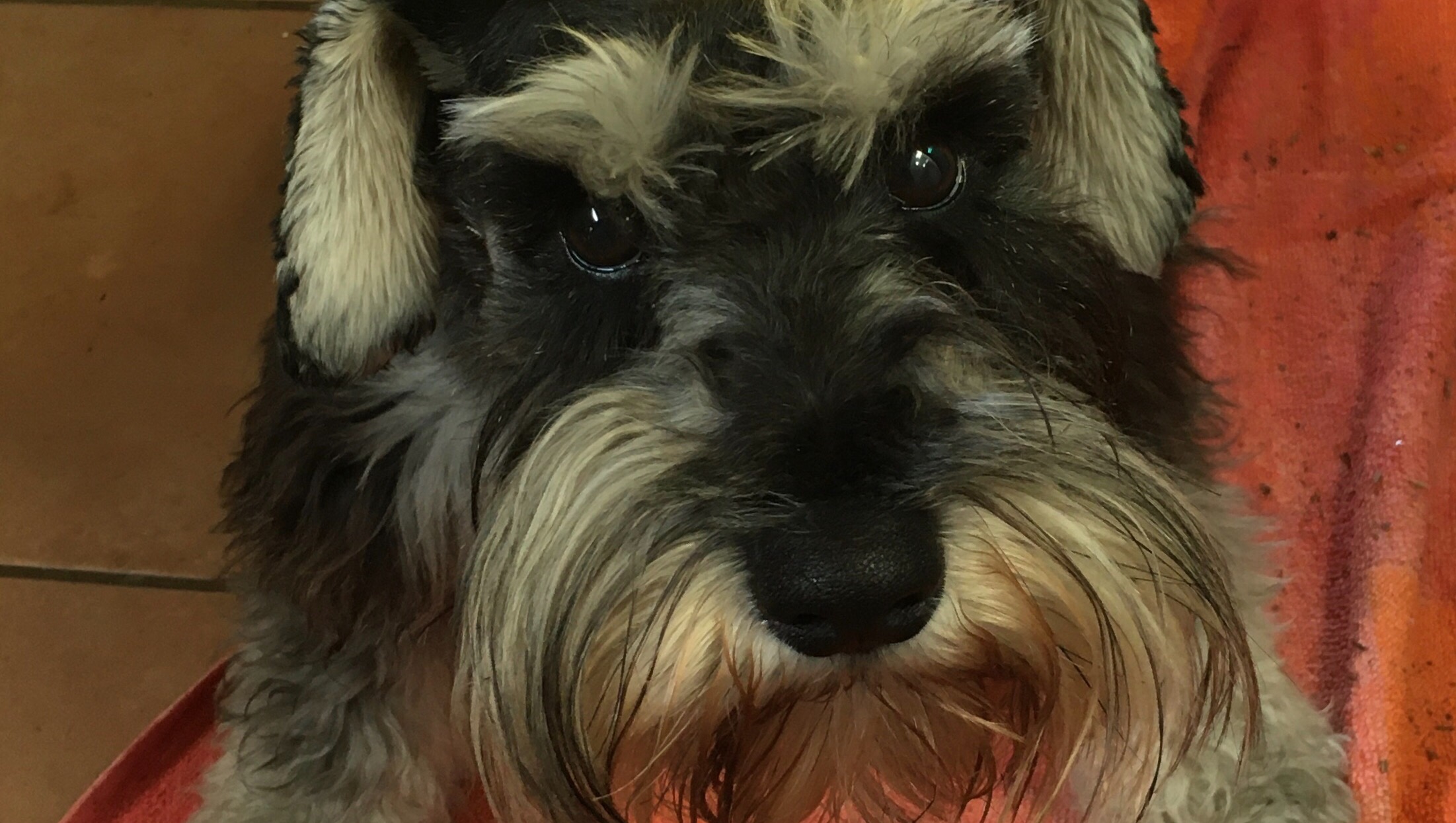 Fundraiser by Graham Christian : Help for Max