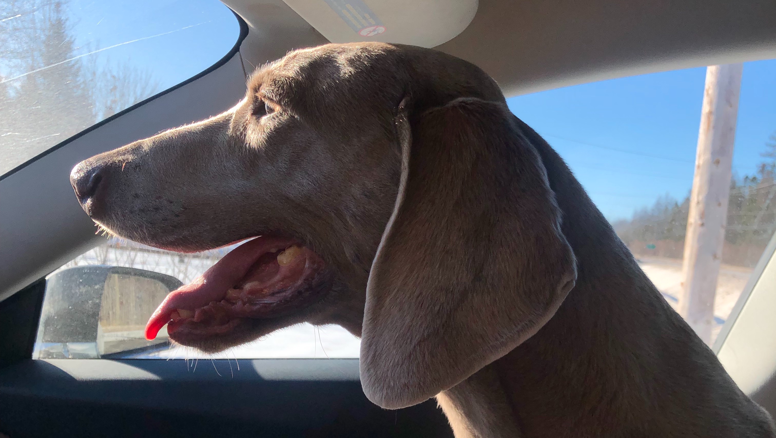 Fundraiser by Marie Thiffault : Opération de jambe et bassin pour chien