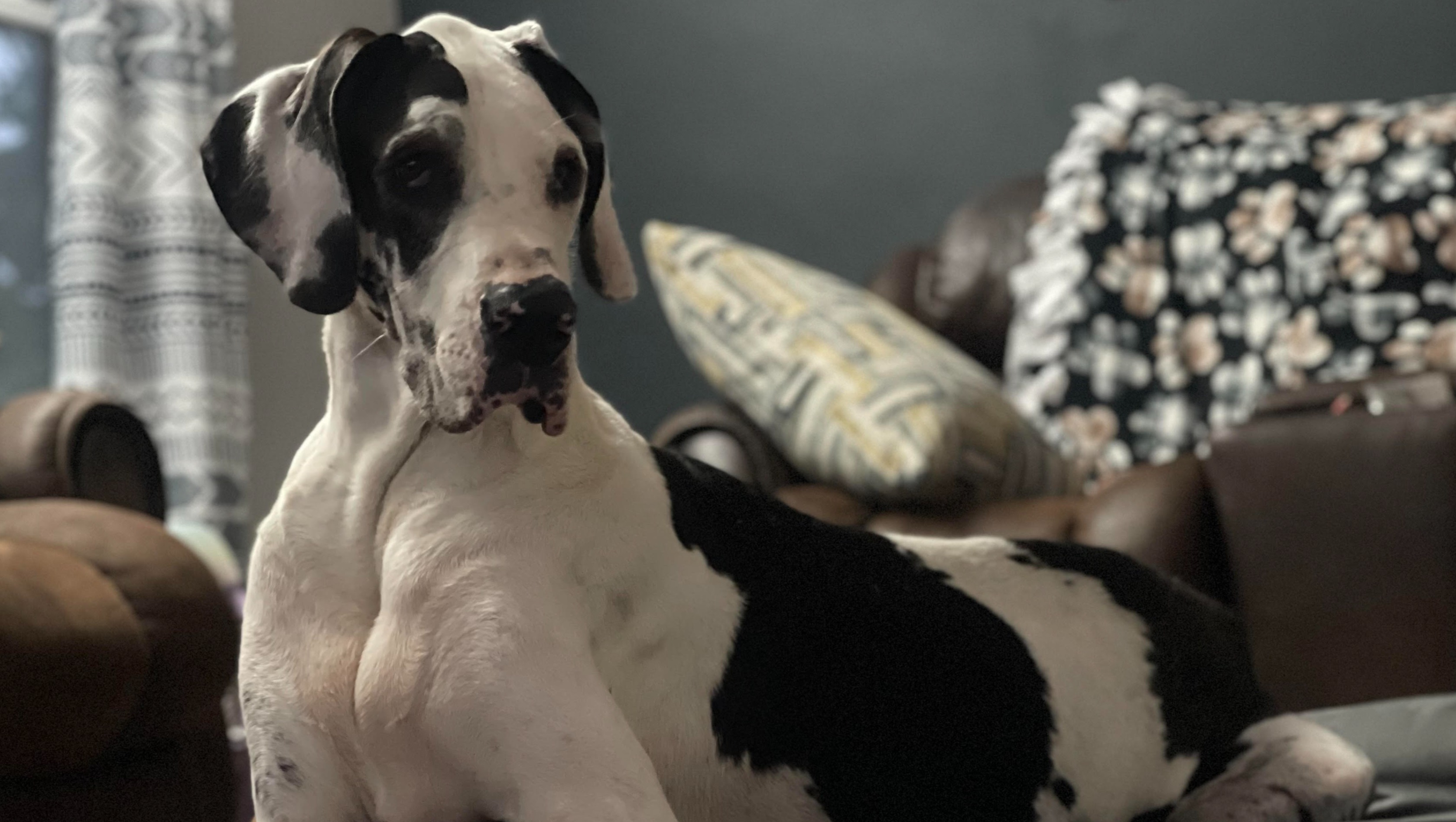 Fundraiser by Alex McBride : Keep Zeus's Heart Beating -new emergency ...