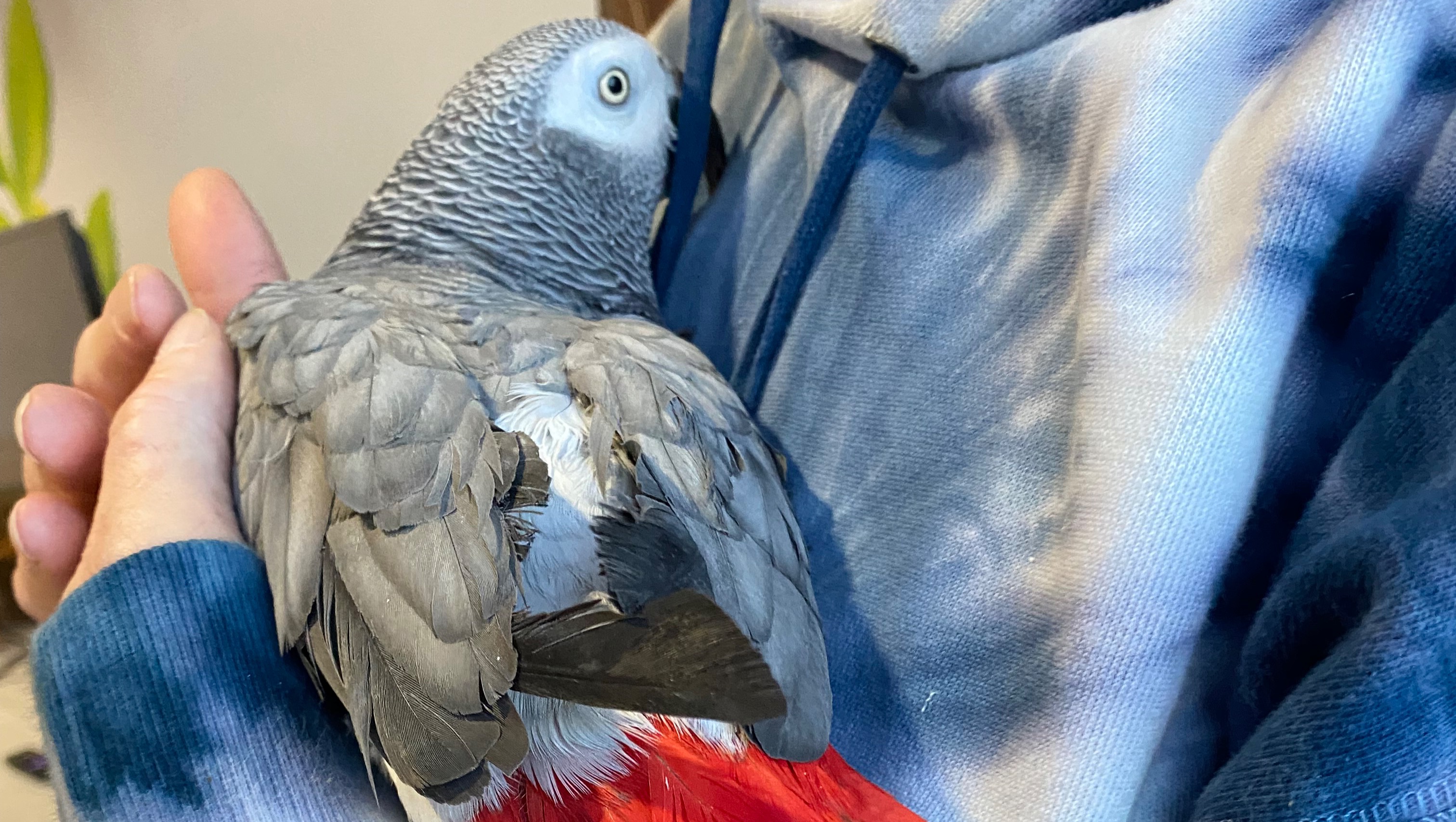 Fundraiser by Tammi Kraynak : Parrot Hope Vet Care