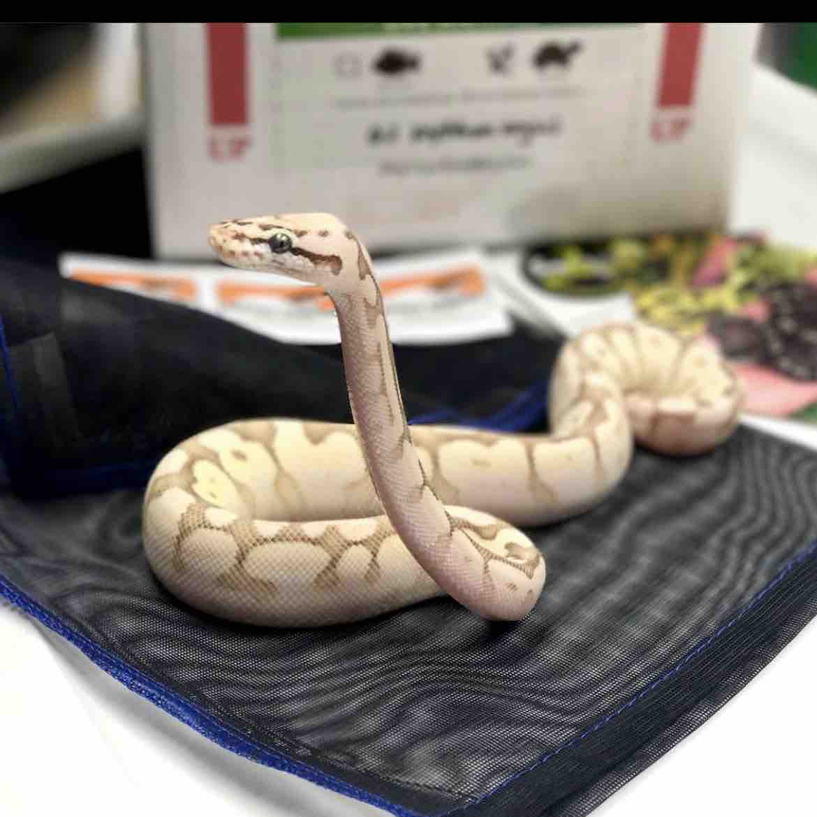 Fundraiser by Ben Morrill : Reptile Morph Sequencing Project