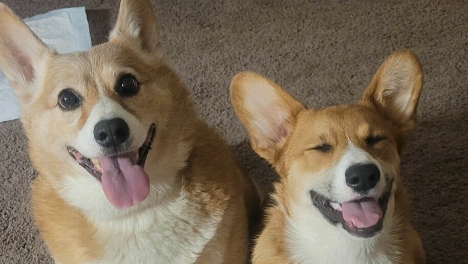 Fundraiser by Mallory McMaster : Help Willow Get Her Surgery