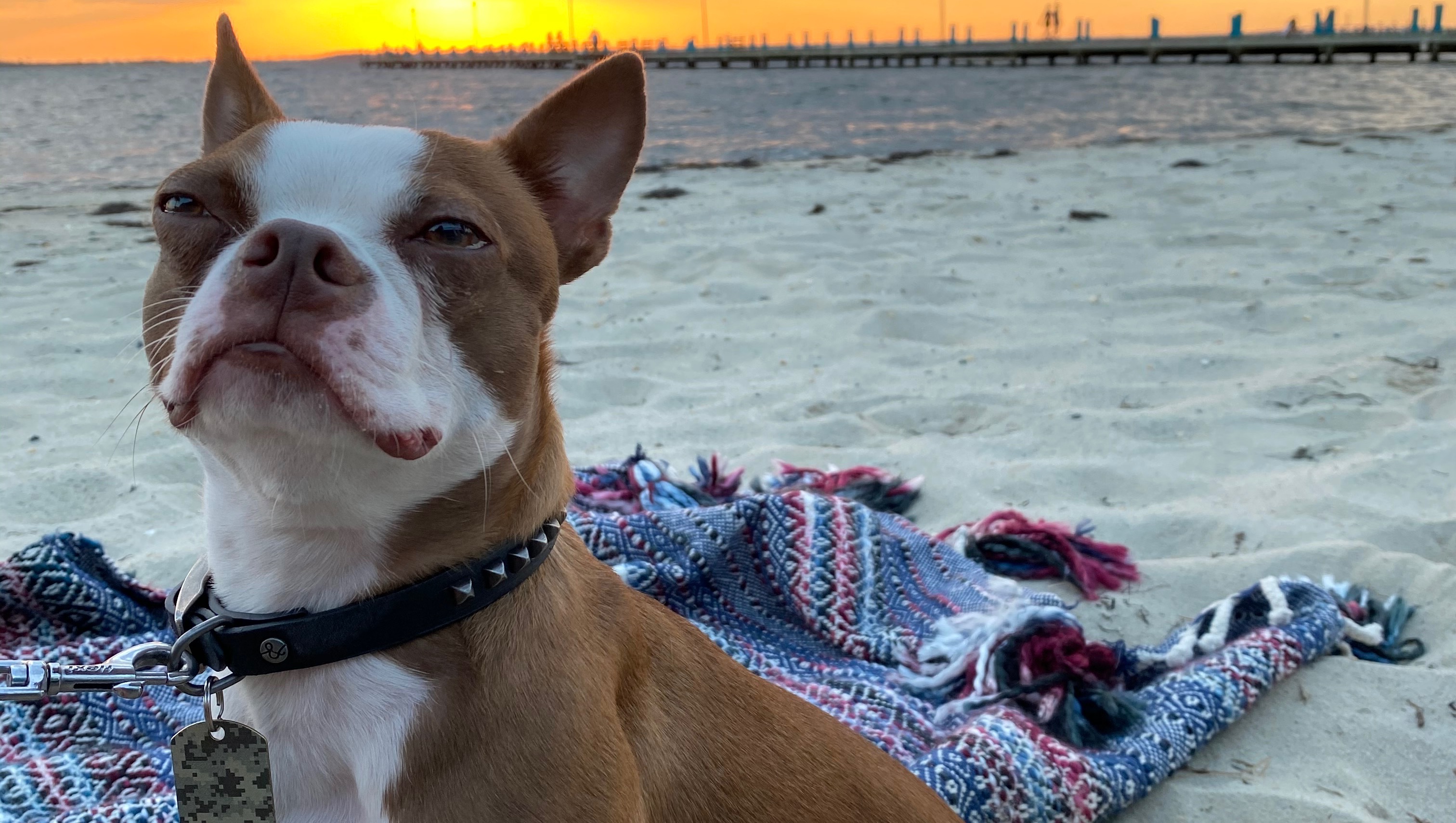 Fundraiser by Jessica Bennett : Help Gunner get immediate care
