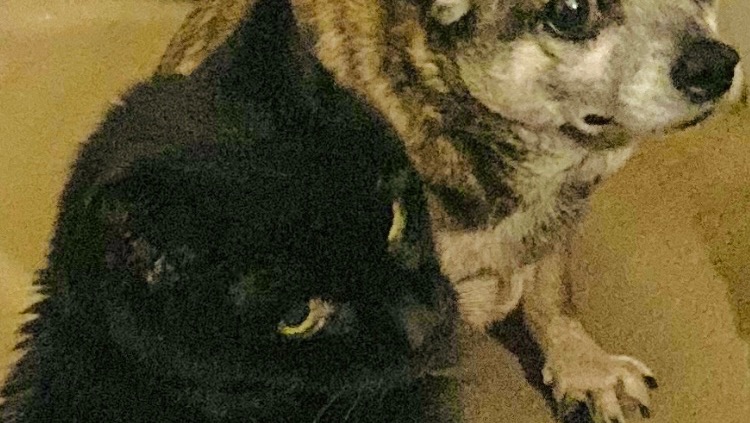 Fundraiser by Tracey Shakeshaft : Billy Eric