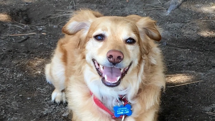 Fundraiser by Kaleigh Jo Wenberg : Help pay for Checkers the pups eye ...