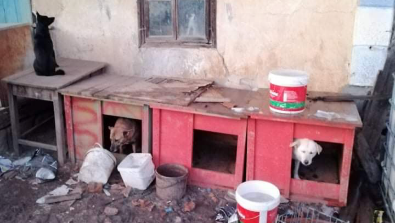 Fundraiser by Christa Gecheva : Krassy's Forest Fairy Tale