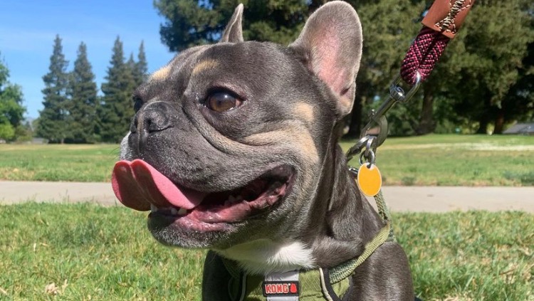 Fundraiser by Victoria Trahan : Help Napoleon get Back surgery