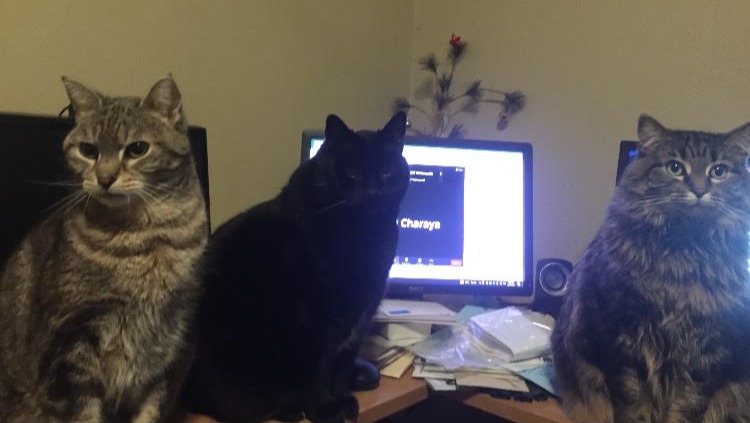 Fundraiser for Karin Rice by Denise Wennman : Help Karin And Pepe Start ...