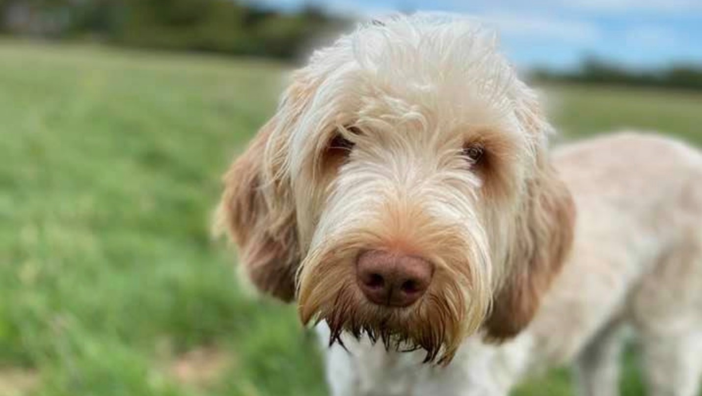 Fundraiser for Pippy Louey by Philippa Finch : Lily Mae's rebuild her ...