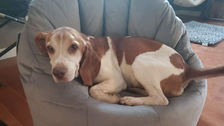 Fundraiser for TREVOR ADAMSON by Kaitlyn Benavides : Help Trevor Save Bagel