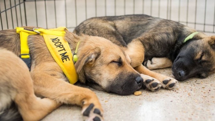 Fundraiser by Matt Schultz : Matt’s Birthday Fundraiser For Forgotten ...