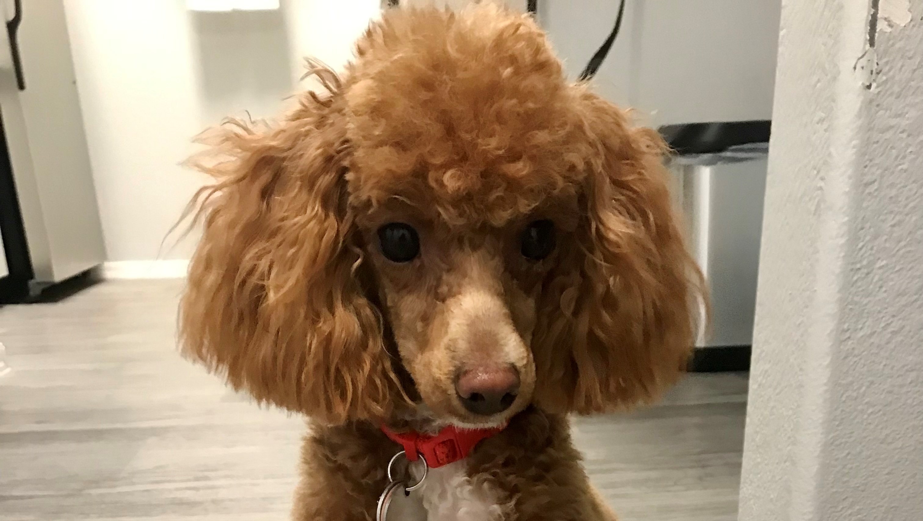 Fundraiser by Aida Begovic : Daisy's Heart Surgery