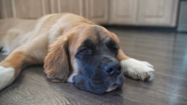 Fundraiser for Mitch Jeske by Holly Evers : Ragnar's Surgery Fund