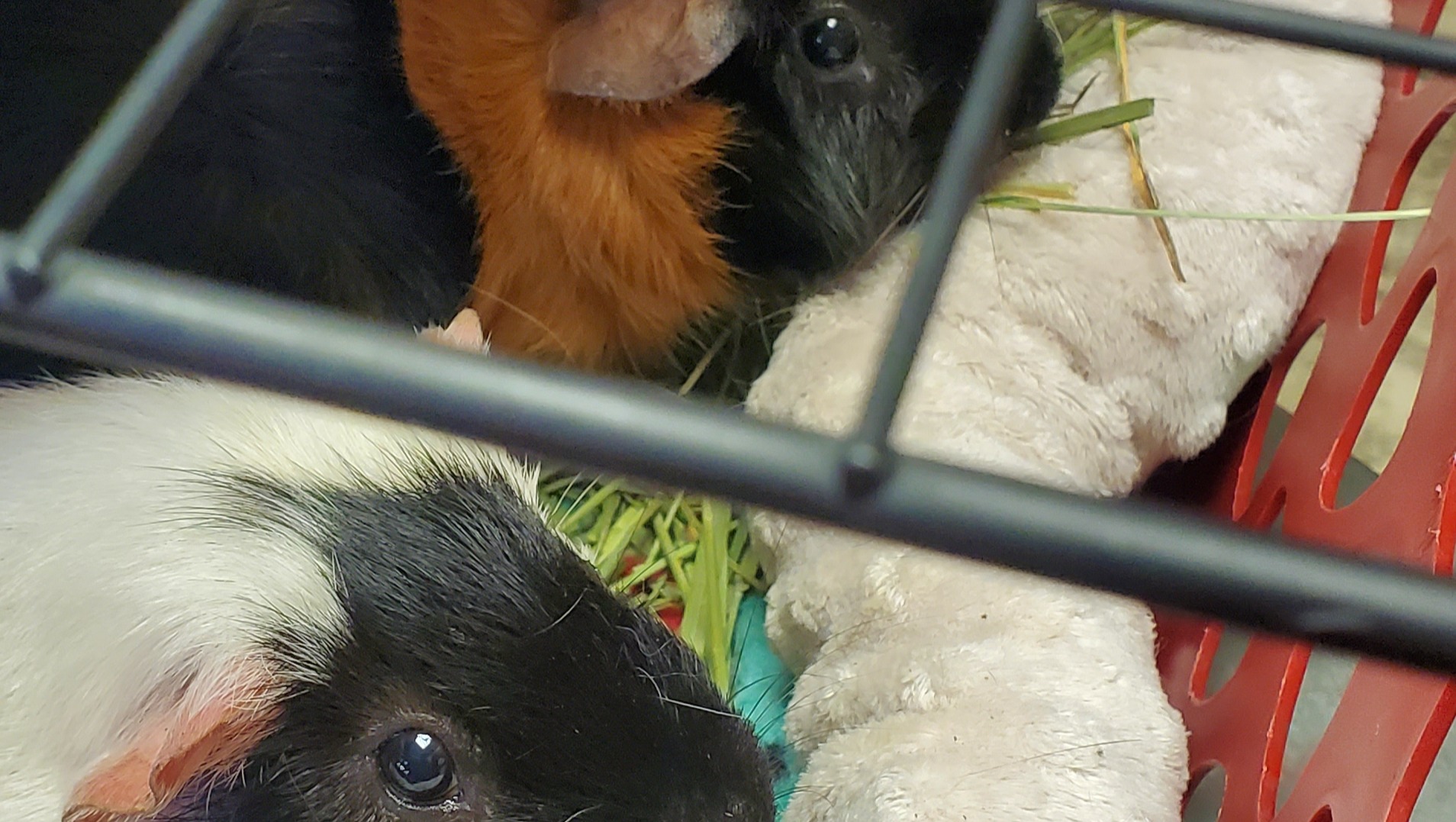 Fundraiser by Marissa Contreras : Vet bills