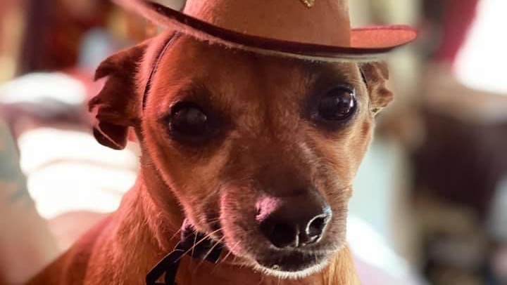 Fundraiser by Eric Berchtold : Otto’s Oral Surgery